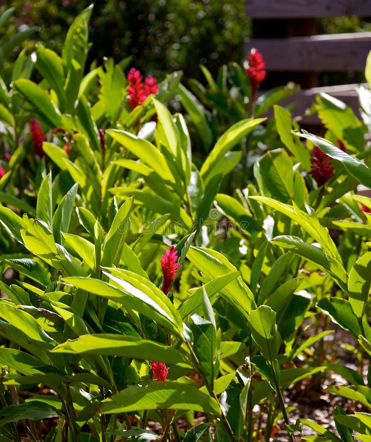 Red ginger stock photo. Image of leaf, growing, fruit - 37171044