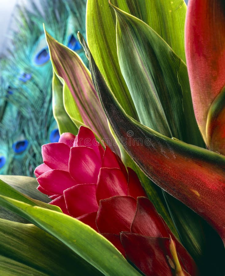 Red Ginger (Alpinia Purpurata) Stock Photo - Image of hawaii, green ...