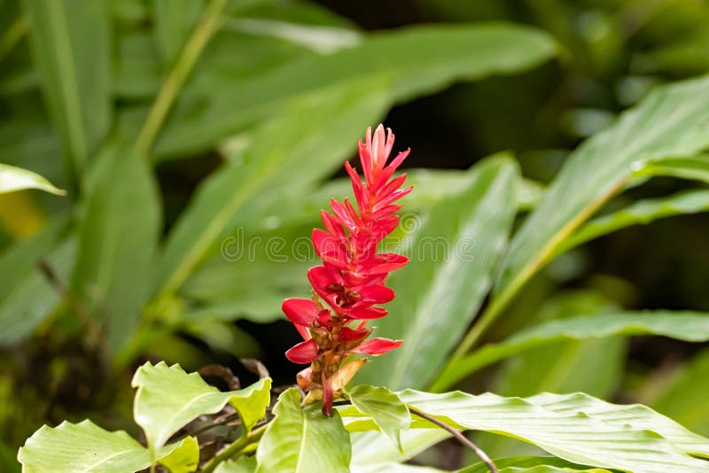 Red Ginger, Alpinia Purpurata Stock Image - Image of greeting, flower ...