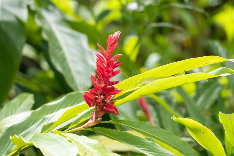 Red Ginger, Alpinia Purpurata Stock Image - Image of floral, beautiful ...