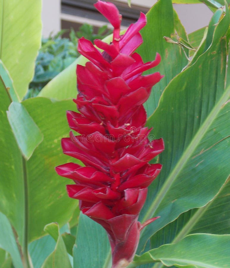Red Ginger in Bloom stock photo. Image of kauai, tropical - 128727406