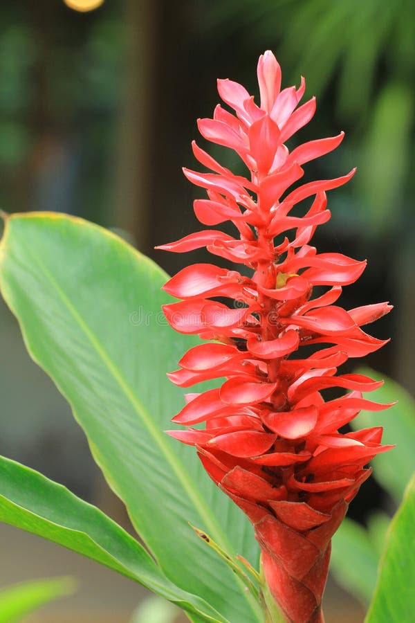 Red Ginger Bloom stock image. Image of green, garden - 25077333