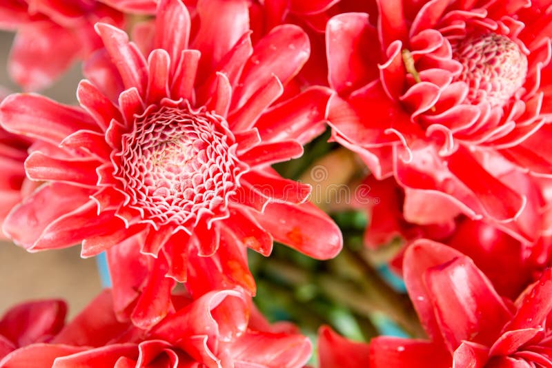 Red Ginger Blossom stock image. Image of cutout, close - 13431061