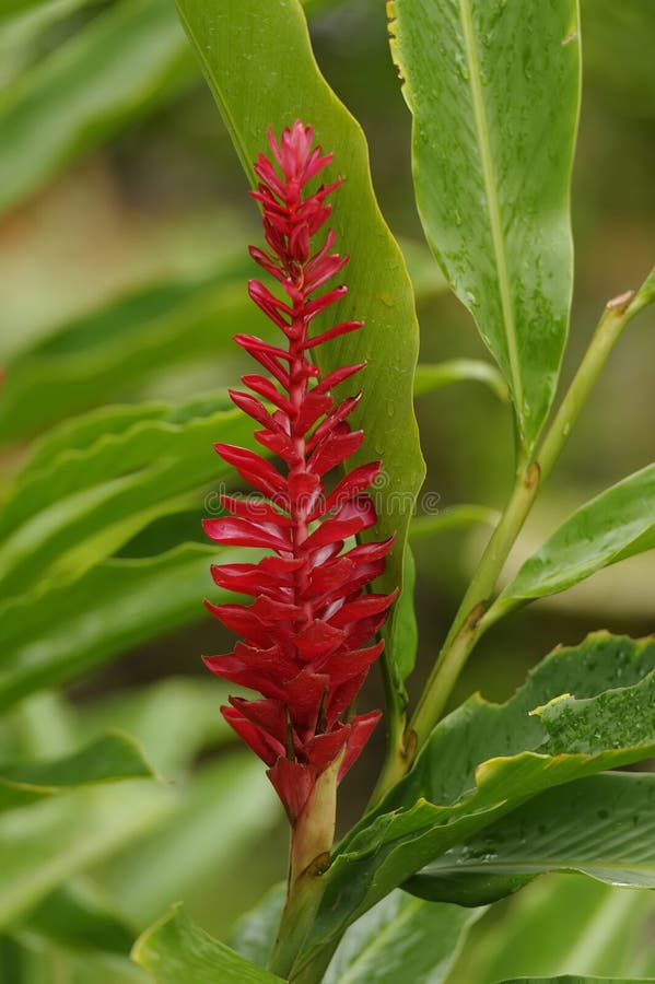 Red Ginger stock image. Image of botanical, gardens, flower - 75071671