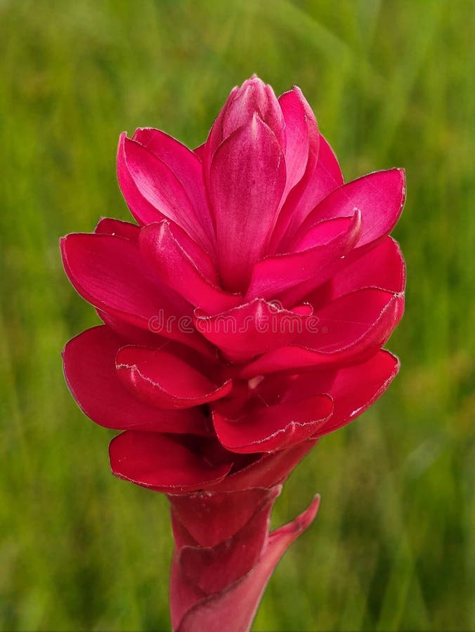 Red Ginger Calyx on Blurred Reed Texture Stock Photo - Image of ...
