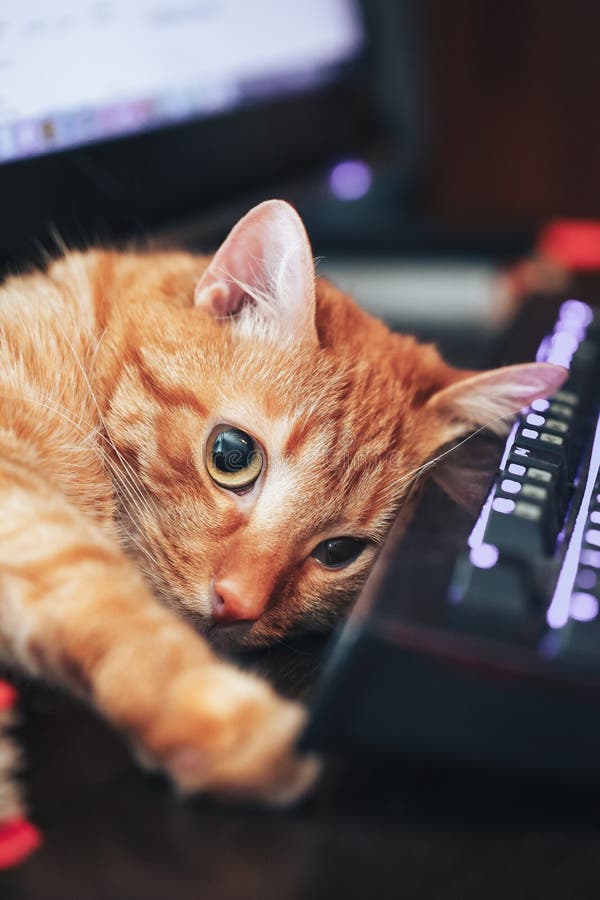 Red Ginger Cat on Computer Keyboard Stock Image - Image of domestic ...