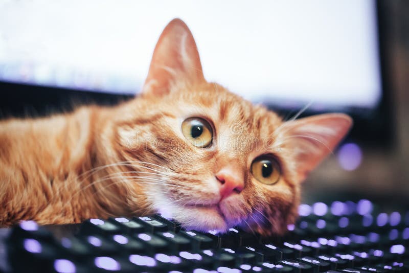 Red Ginger Cat on Computer Keyboard Stock Image - Image of curiosity ...