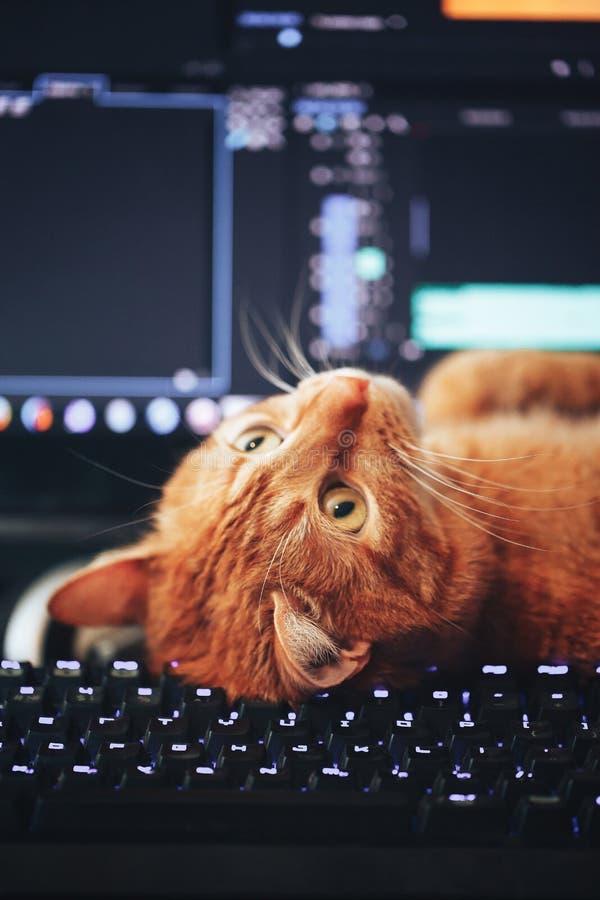 Red Ginger Cat on Computer Keyboard Stock Image - Image of cats ...