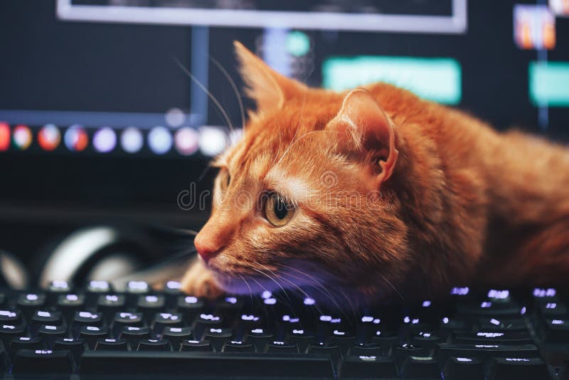 Red Ginger Cat on Computer Keyboard Stock Image - Image of animal ...