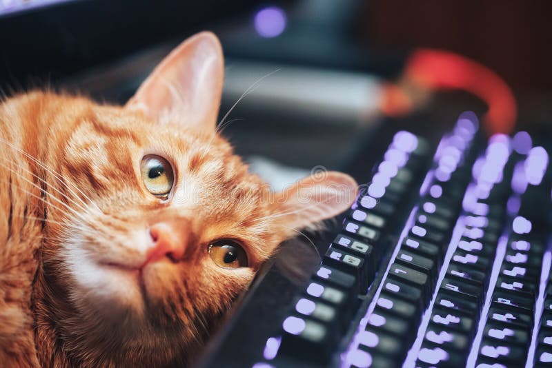 Red Ginger Cat on Computer Keyboard Stock Image - Image of computer ...