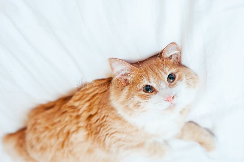 245 Upside Down Cute Cat Face Stock Photos - Free & Royalty-Free Stock ...