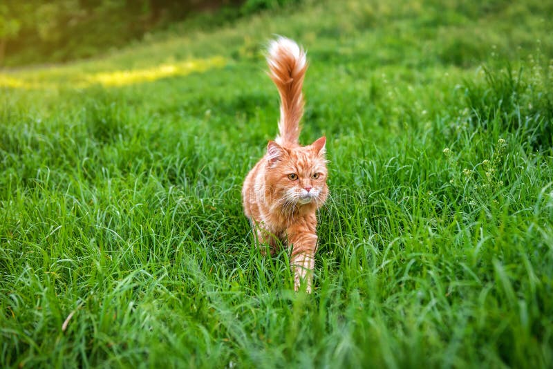 Red Ginger Cat Walking in Green Grass Stock Image - Image of cute ...