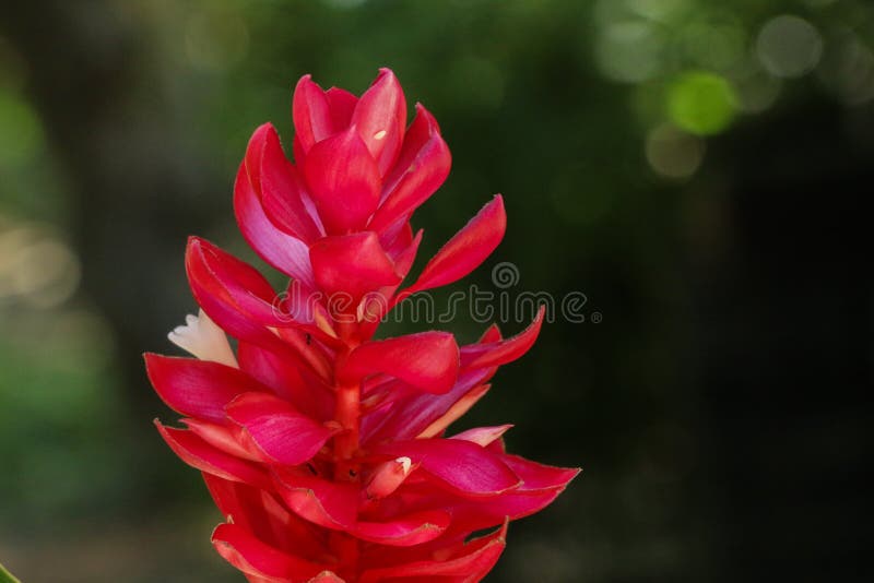 Red Ginger at Garden in Thailand Stock Photo - Image of foliage, bush ...