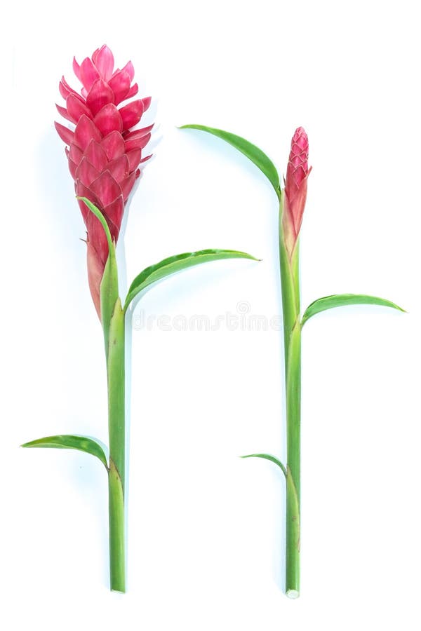 Red Ginger White Background in Studio Stock Image - Image of close ...