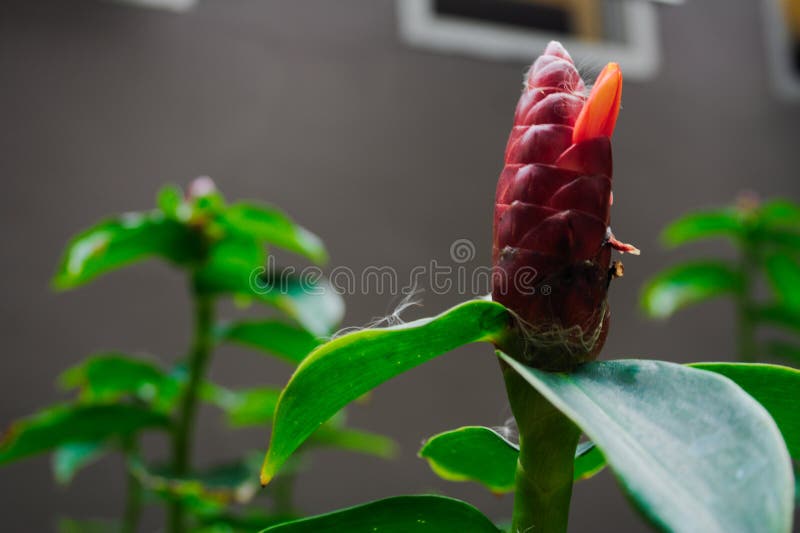Red ginger closeup stock photo. Image of ginger, leaf - 91101612