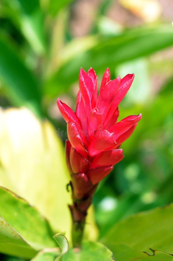 Red Ginger Closeup stock photo. Image of tropical, macro - 65742444