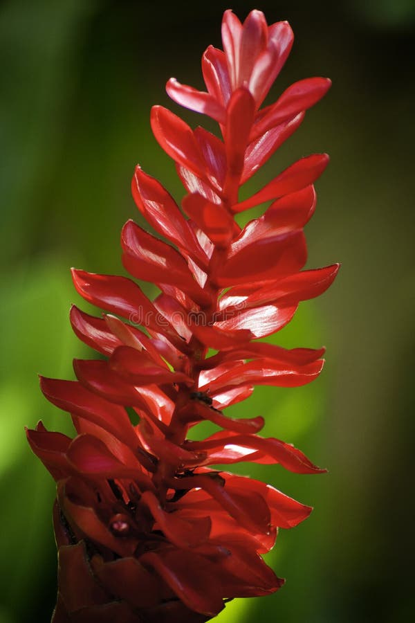 Red Ginger (Closeup) stock image. Image of exoticism - 37130539
