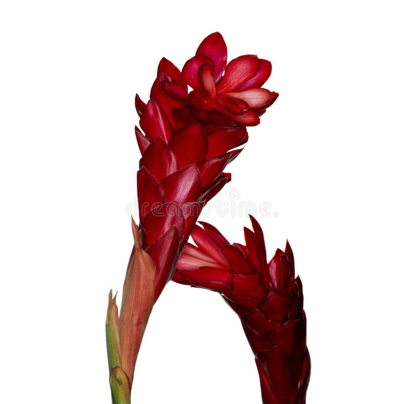 Red Ginger. Conceptual Image Stock Photo - Image of leaves, grow: 186540094