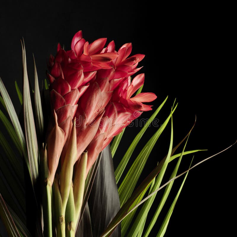 Red Ginger. Conceptual Image Stock Photo - Image of beautiful, botany ...