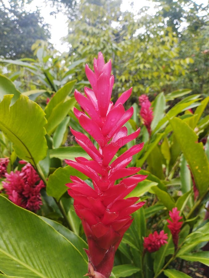 Red ginger flower stock photo. Image of ginger, natural - 268470392