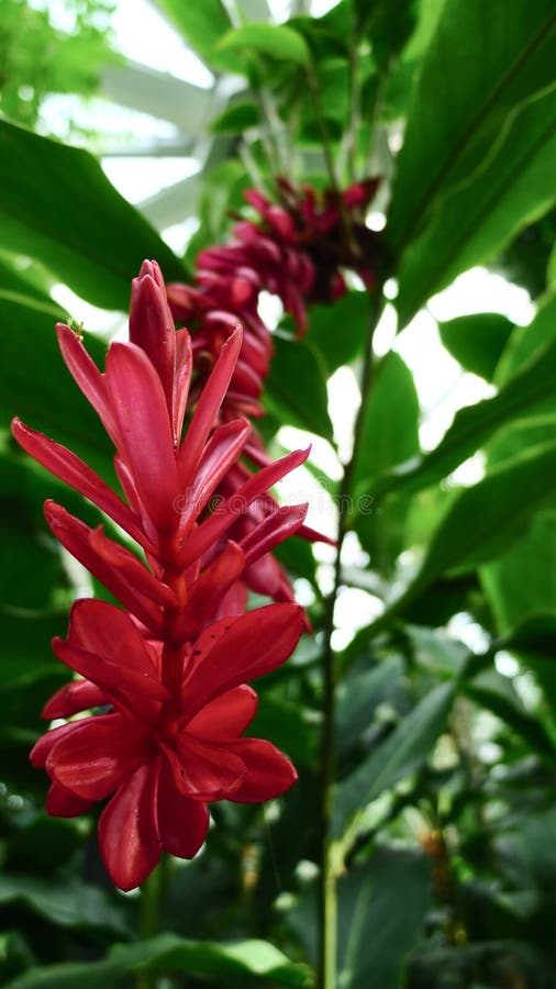 Red Ginger Flower (Alpinia Purpurata) Stock Image - Image of botany ...