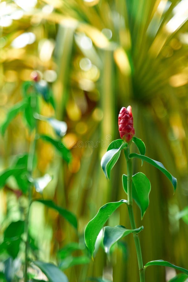 Red Ginger Flower on a Bush in the Garden Stock Image - Image of ginger ...