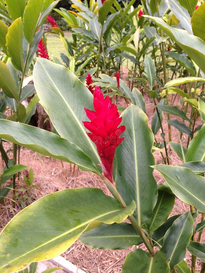 Red ginger flower stock photo. Image of flower, ginger - 72895846