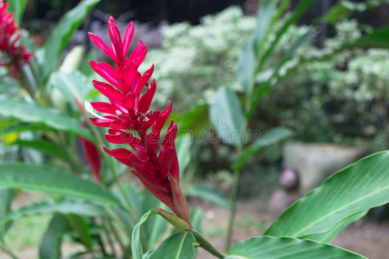 Red Ginger Flower in the Garden Stock Photo - Image of outdoor, close ...