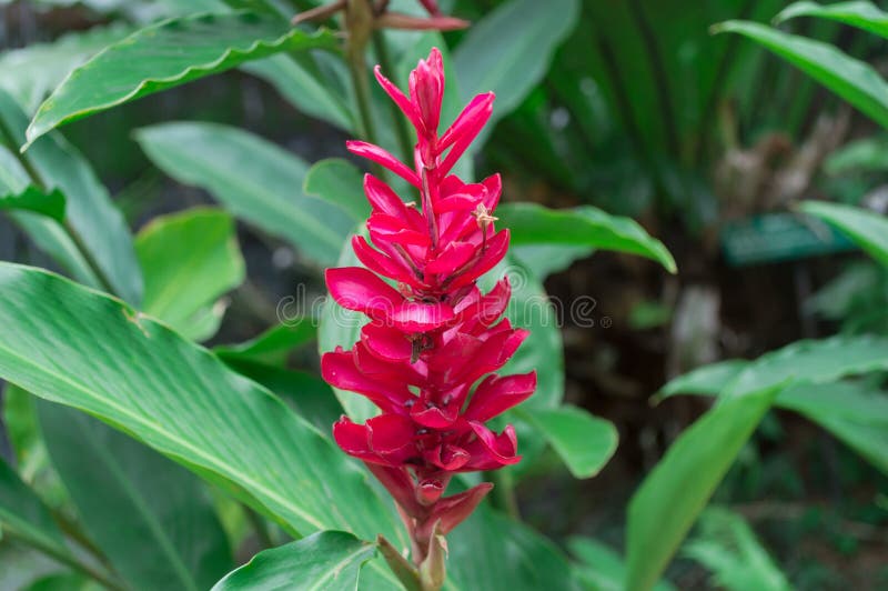Red Ginger Flower on Green Leaves Background in the Garden Stock Image ...