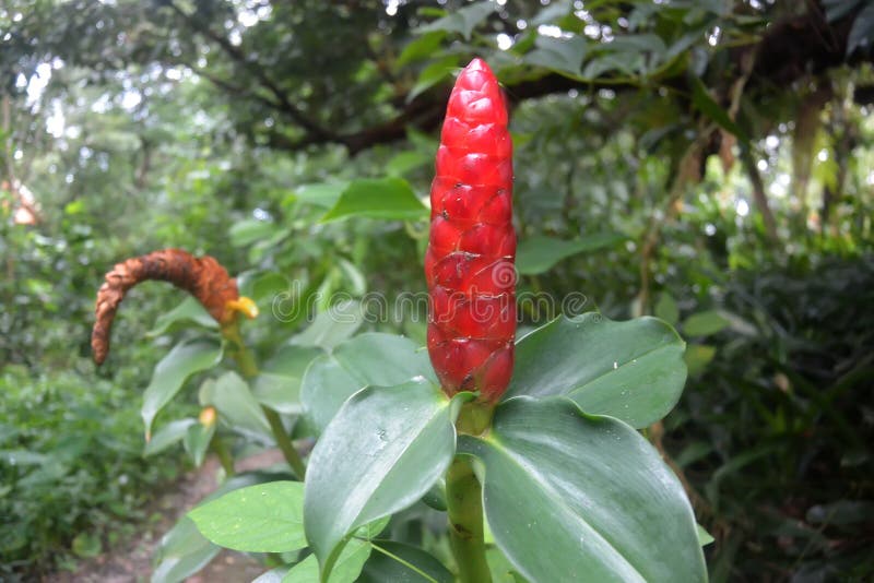 Red Ginger Flower on Green Stem 2 Stock Image - Image of leaf ...