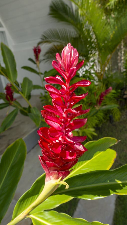 Botanic flower stock image. Image of flora, blossom - 379589447