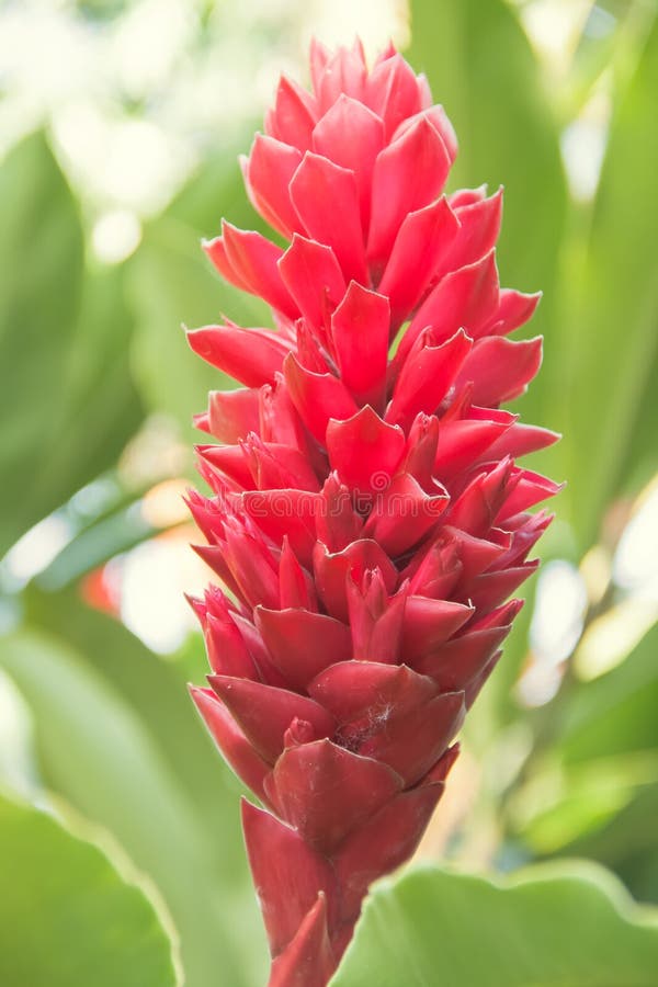 Red ginger stock photo. Image of ostrich, plume, cone - 53420558