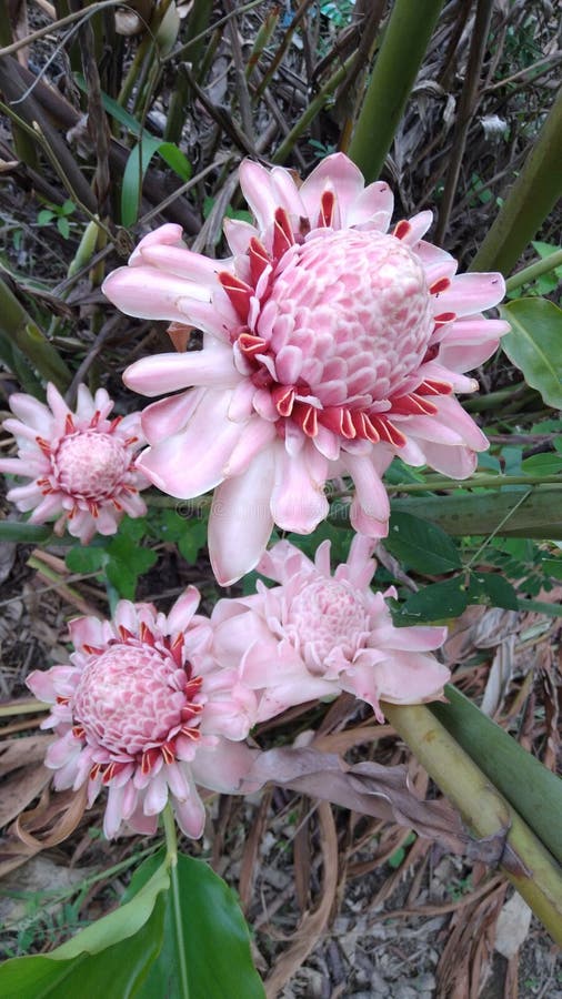 Red ginger flowers stock image. Image of flowers, blossoms - 254679113