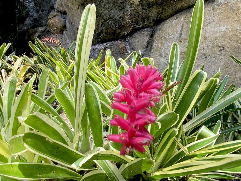 Red Ginger Flowers in Bloom Stock Photo - Image of vegetation, botany ...