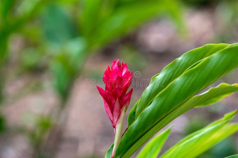Red ginger. stock image. Image of garden, closeup, leaf - 97035829