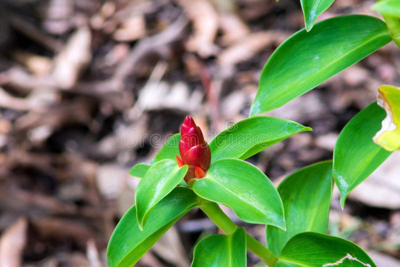 Red ginger. stock photo. Image of leaf, beautiful, flower - 97035958