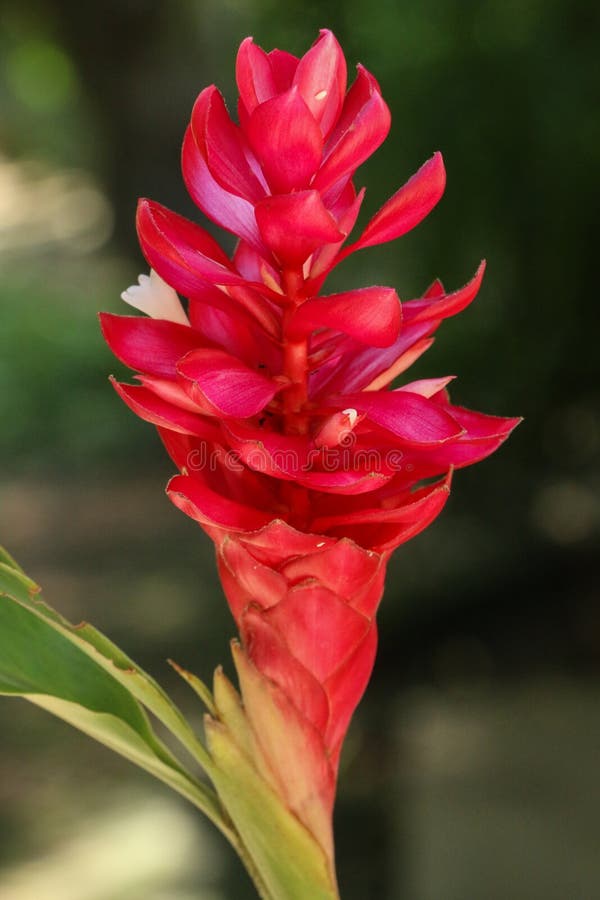 Red Ginger at Garden in Thailand Stock Photo - Image of green ...