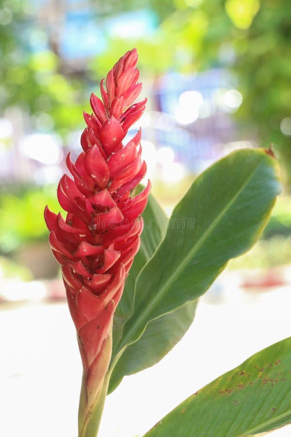 Red Ginger at Garden in Thailand Stock Photo - Image of close, outdoor ...