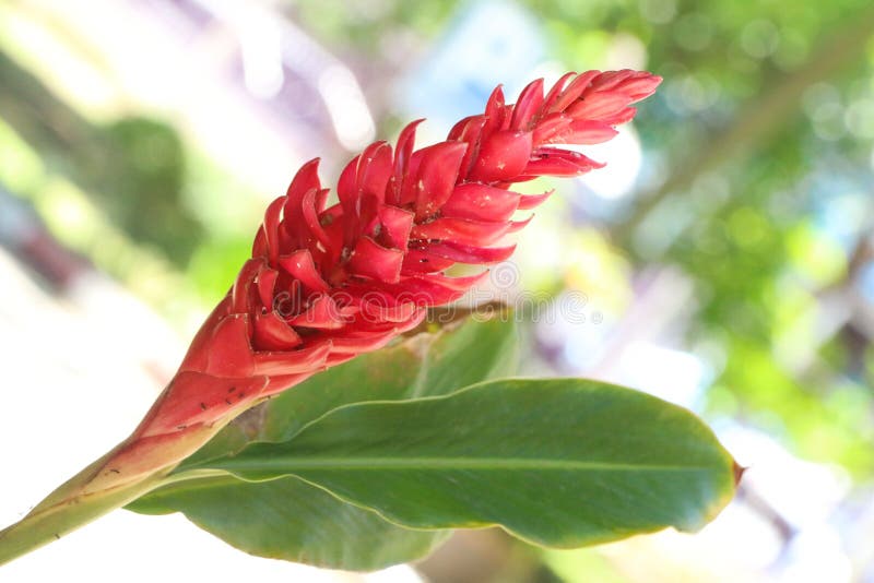 Red Ginger at Garden in Thailand Stock Photo - Image of beauty, flower ...
