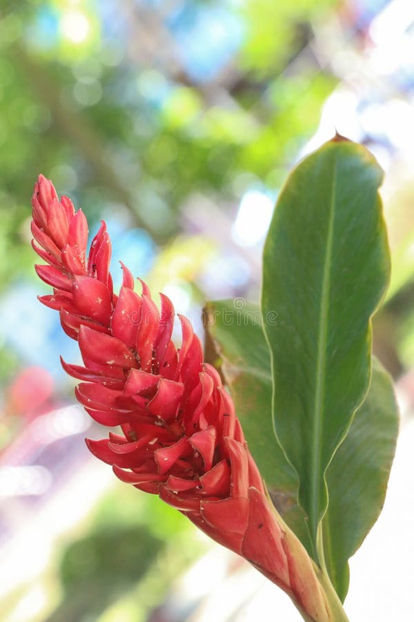 Red Ginger at Garden in Thailand Stock Image - Image of nature ...
