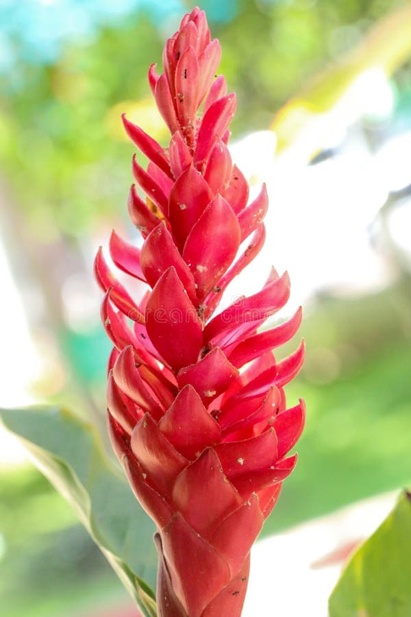 Red Ginger at Garden in Thailand Stock Photo - Image of jungle, plant ...