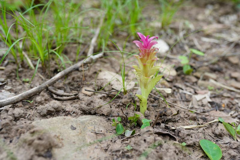 Red Ginger is a Herbaceous Plant in the Ginger Family Stock Image ...