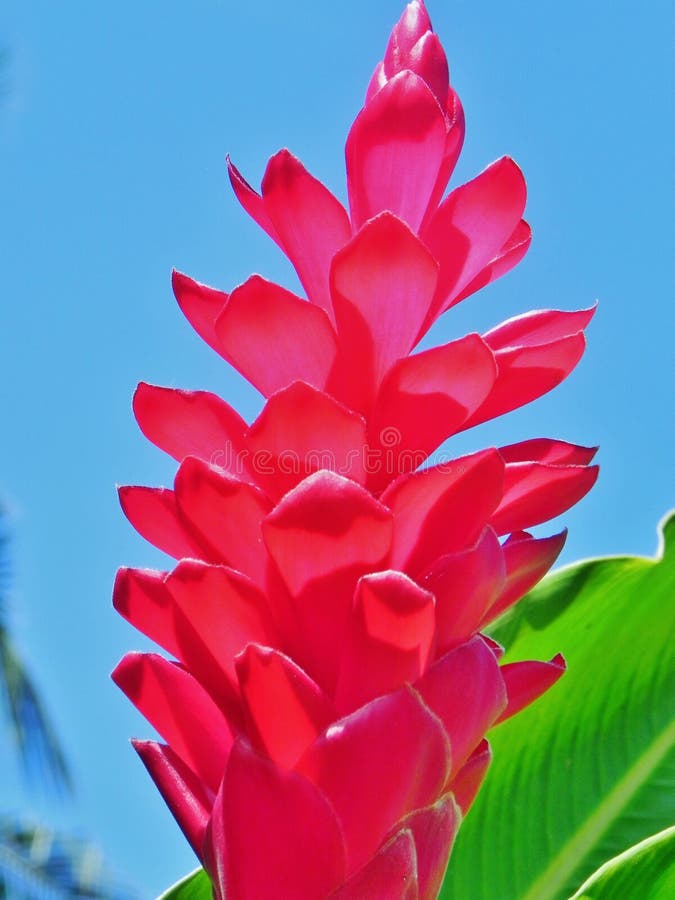 A red Ginger Lady flower. stock image. Image of blossom - 30304687