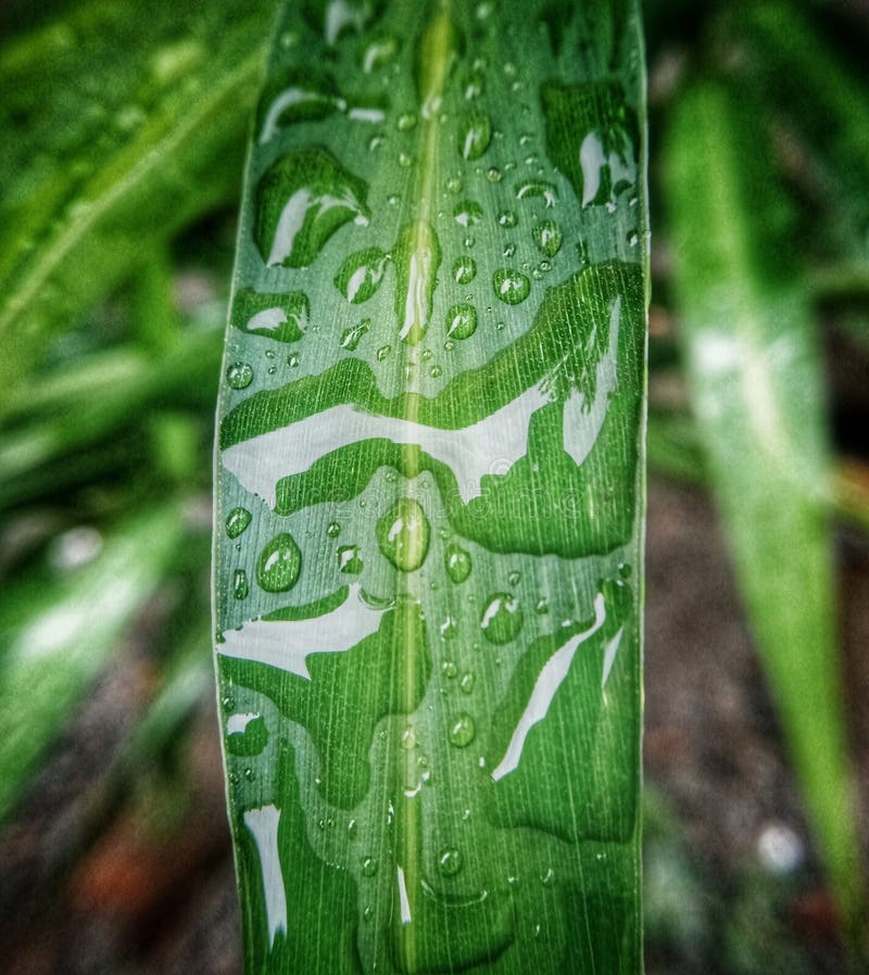 Ginger Leaf Green Surface and Full of White Spots. Stock Image - Image ...