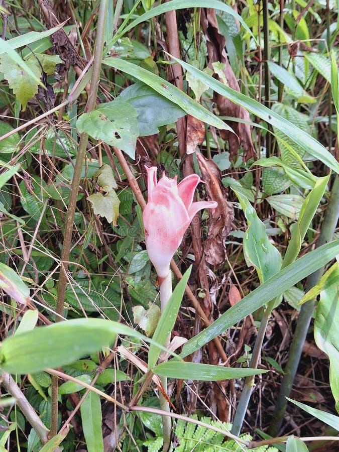 Red ginger lily???? stock image. Image of autumn, meadow - 378756825