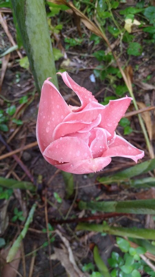 Red Ginger Lily Flower Kecombrang Honje Stock Photo - Image of ginger ...