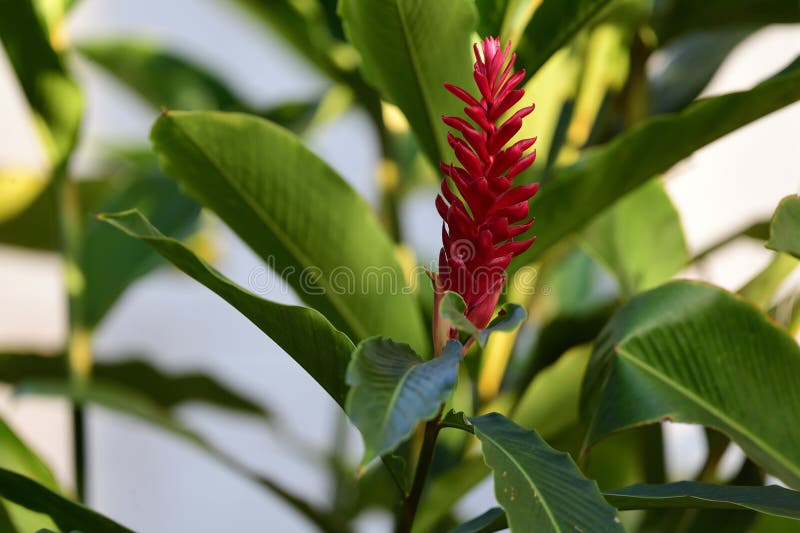 Red Ginger stock photo. Image of garden, plant, tropical - 274567016