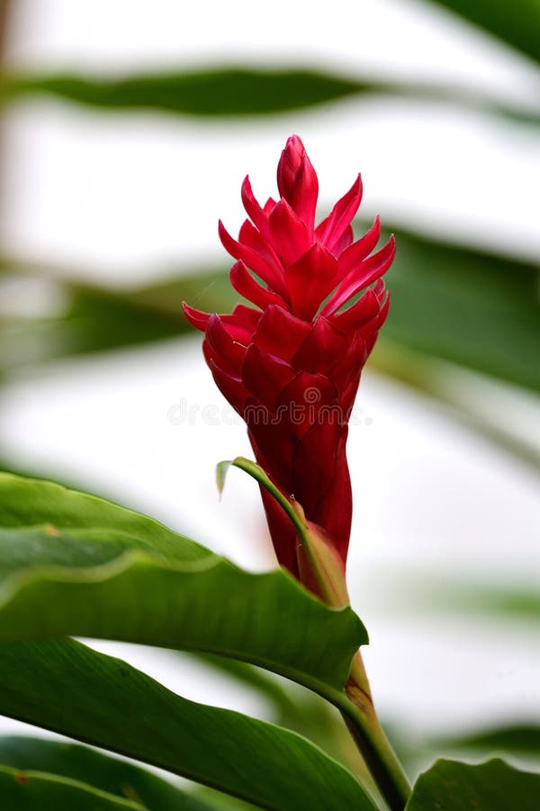 Red Ginger stock image. Image of tropical, bracts, flowering - 274567043