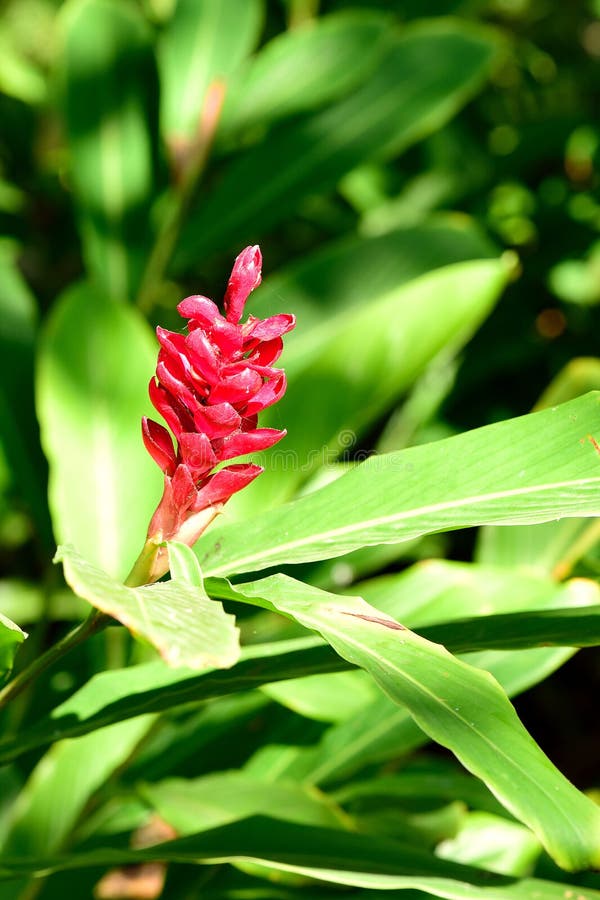 Red Ginger stock image. Image of colorful, plant, flowering - 74766847
