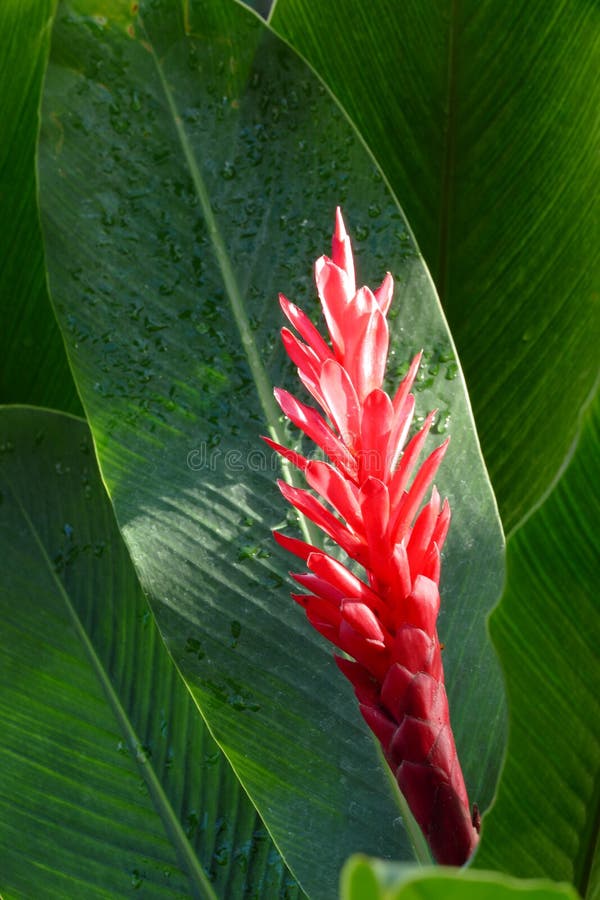 Red ginger stock photo. Image of botany, natural, pretty - 139617188